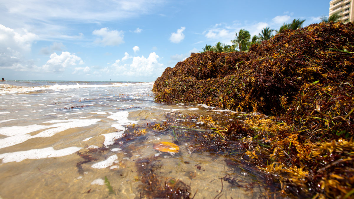 Sick Sand: Bacteria Counts Surge on Beach - Key News